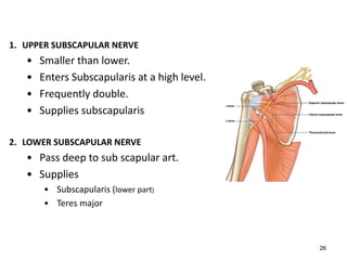 Brachial plexus | PPTX