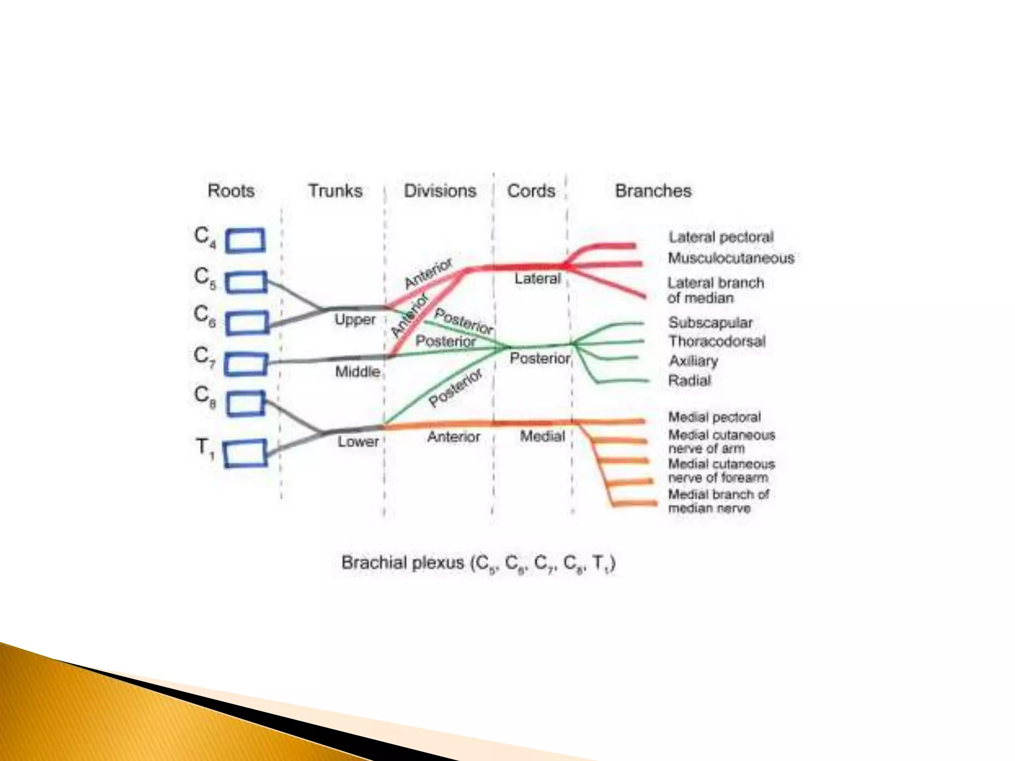 Brachial plexus | PPTX