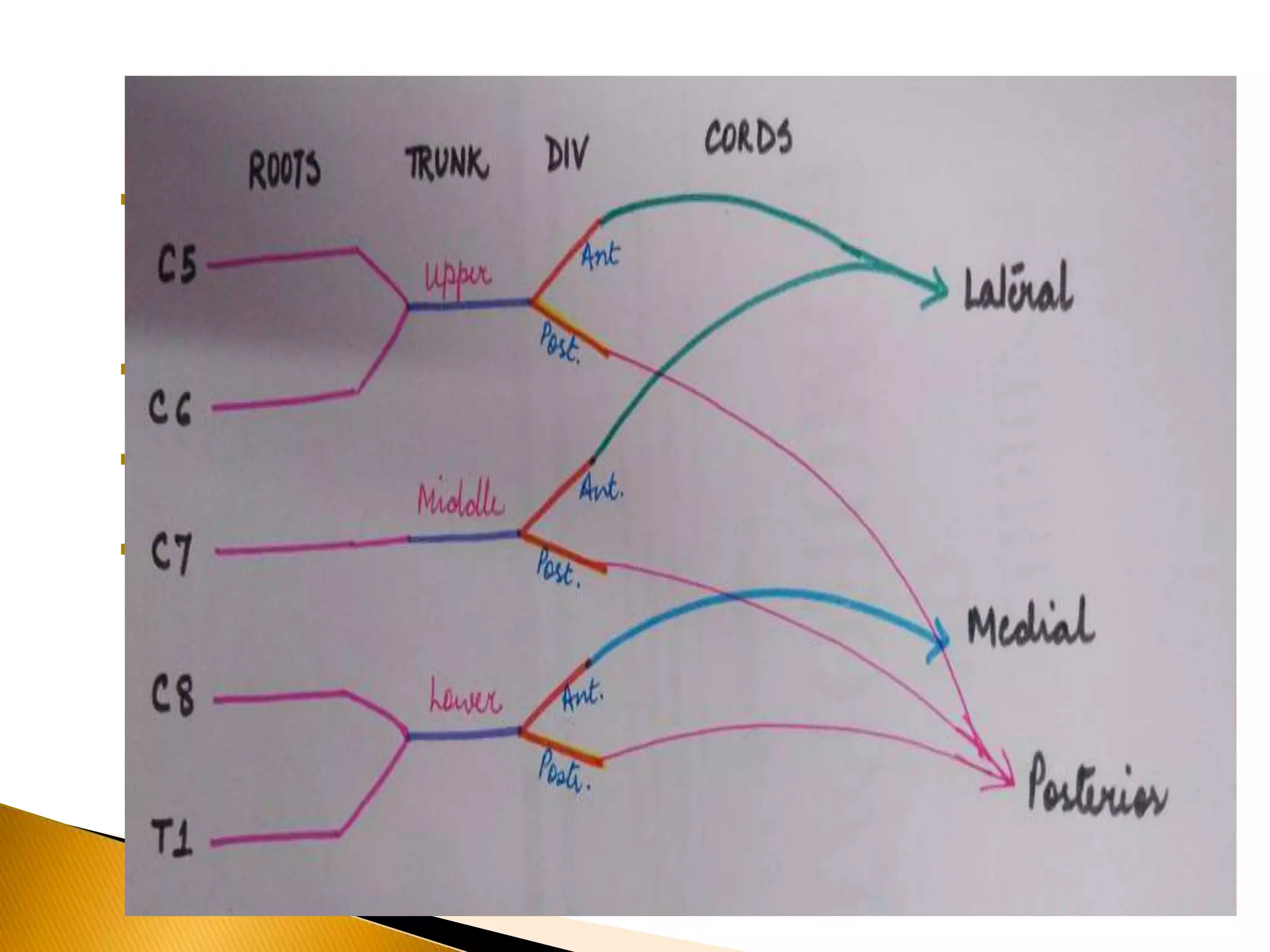 Brachial plexus | PPTX