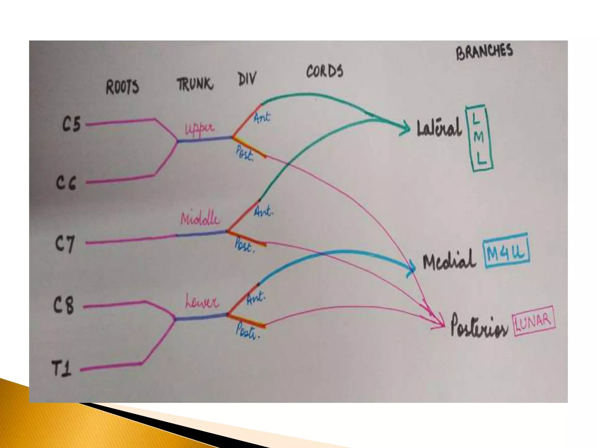 Brachial plexus | PPTX