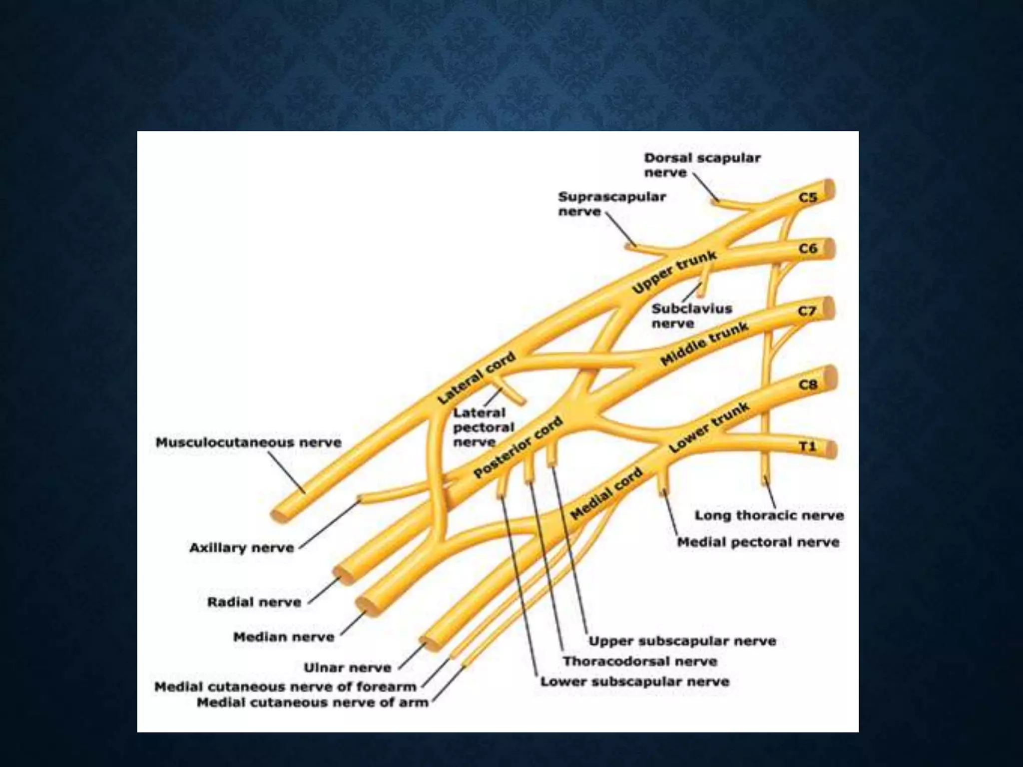 Brachial plexus | PPTX