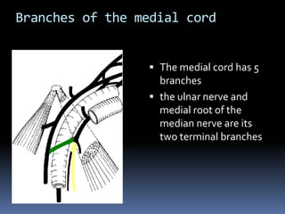 Brachial plexus | PPTX