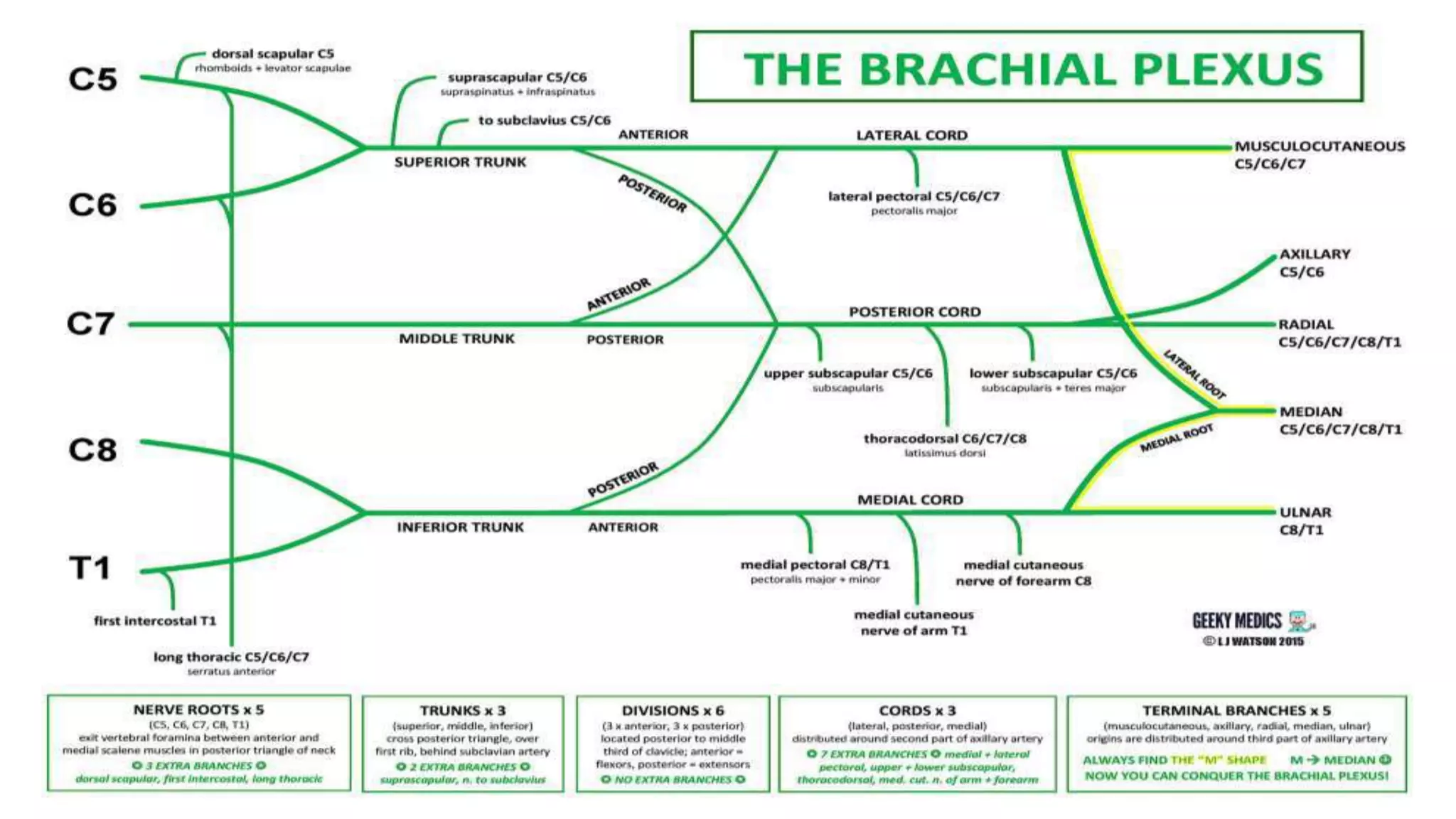 Brachial plexus | PPTX