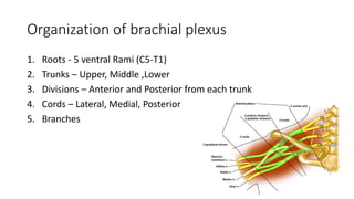 Brachial plexus | PPTX