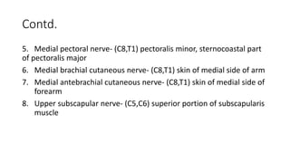 Brachial plexus | PPTX