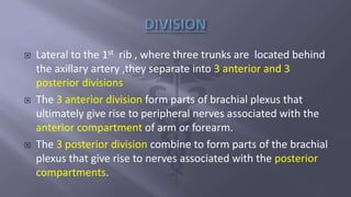 Brachial plexus | PPTX