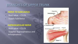 Brachial plexus | PPTX