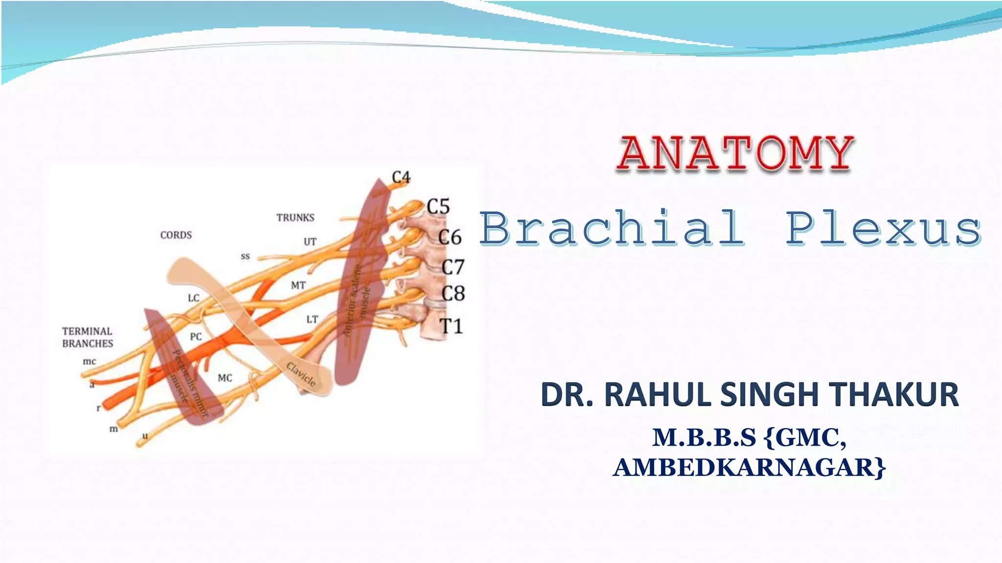 Brachial plexus by Dr. Rahul Singh Thakur | PPTX