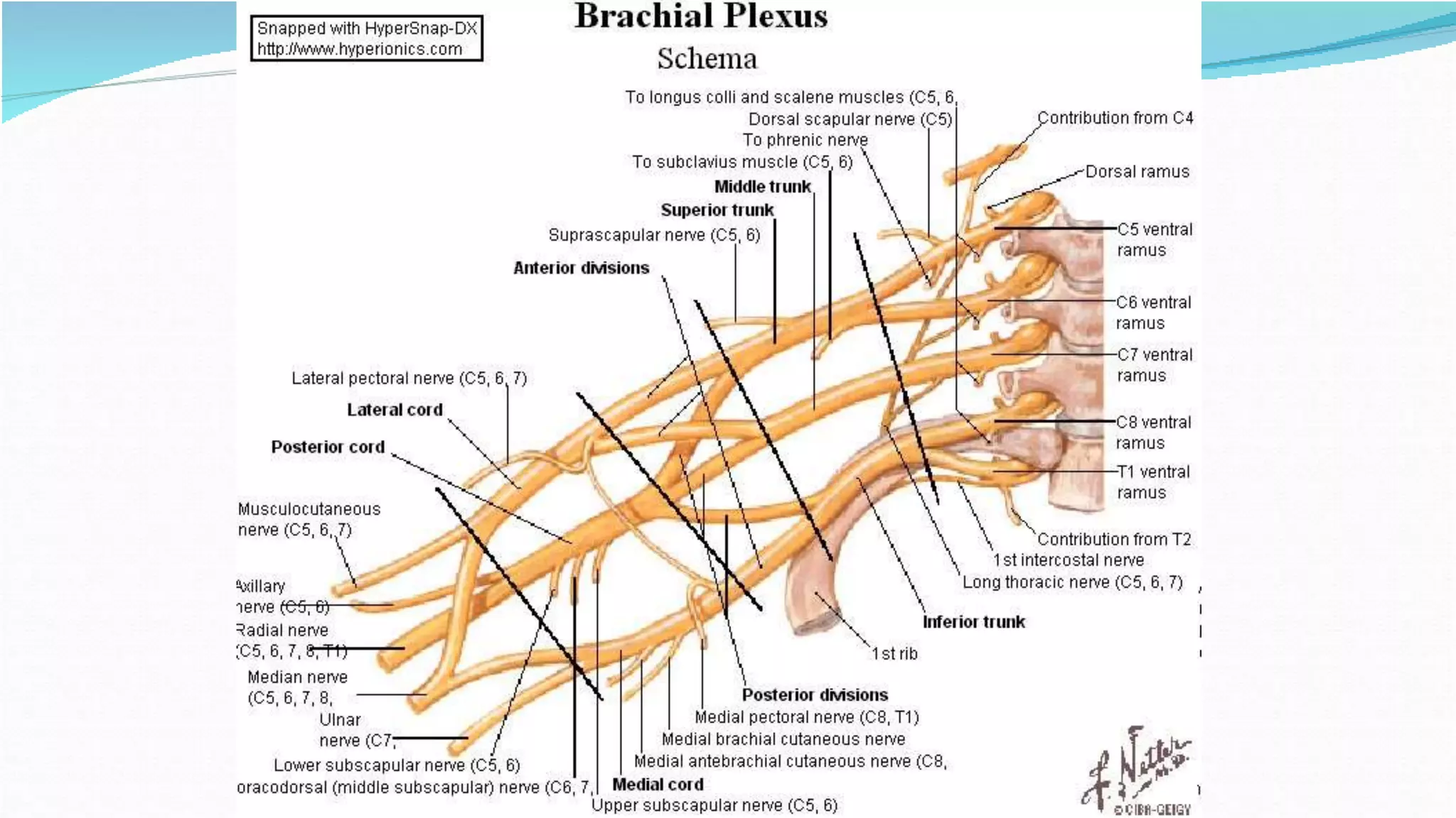 Brachial plexus by Dr. Rahul Singh Thakur | PPTX
