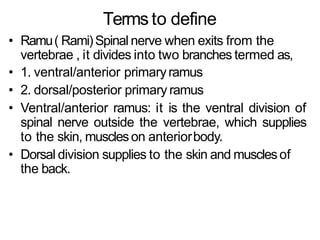 Brachial plexus | PPTX