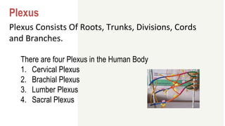 BRACHIAL PLEXUS-2.pptx