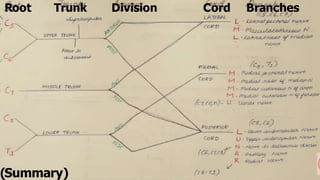 BRACHIAL PLEXUS-2.pptx