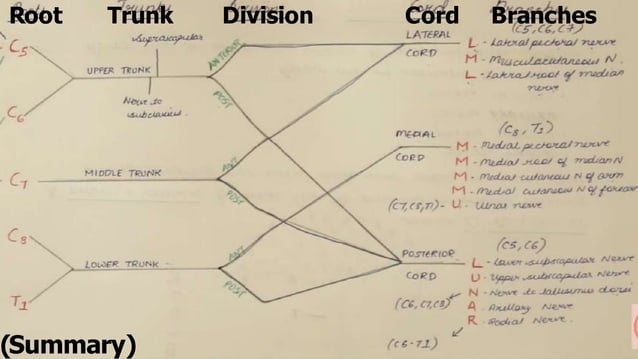 BRACHIAL PLEXUS-2.pptx