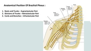 BRACHIAL PLEXUS-2.pptx