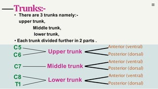 BRACHIAL PLEXUS-2.pptx