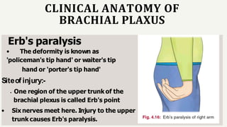 BRACHIAL PLEXUS-2.pptx