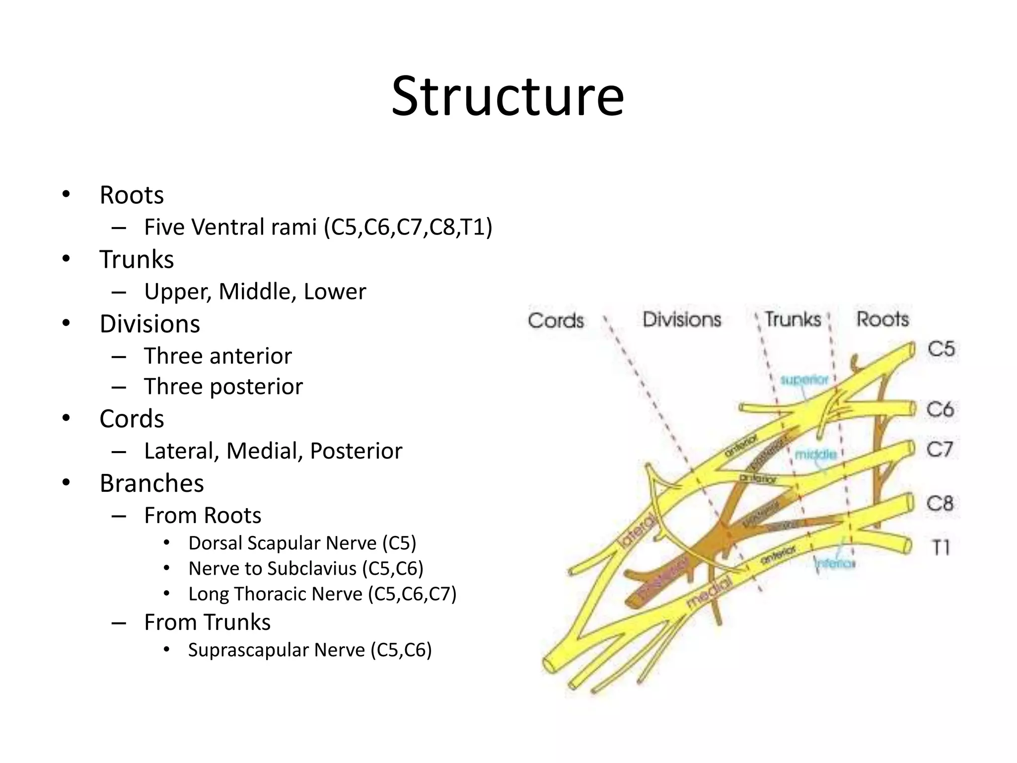Anatomy of Brachial Plexus | PPTX
