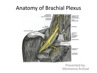 Anatomy of Brachial Plexus | PPTX