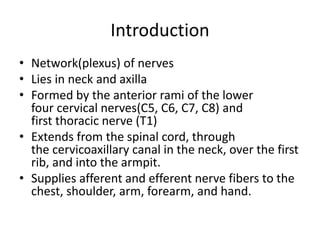 Anatomy of Brachial Plexus | PPTX