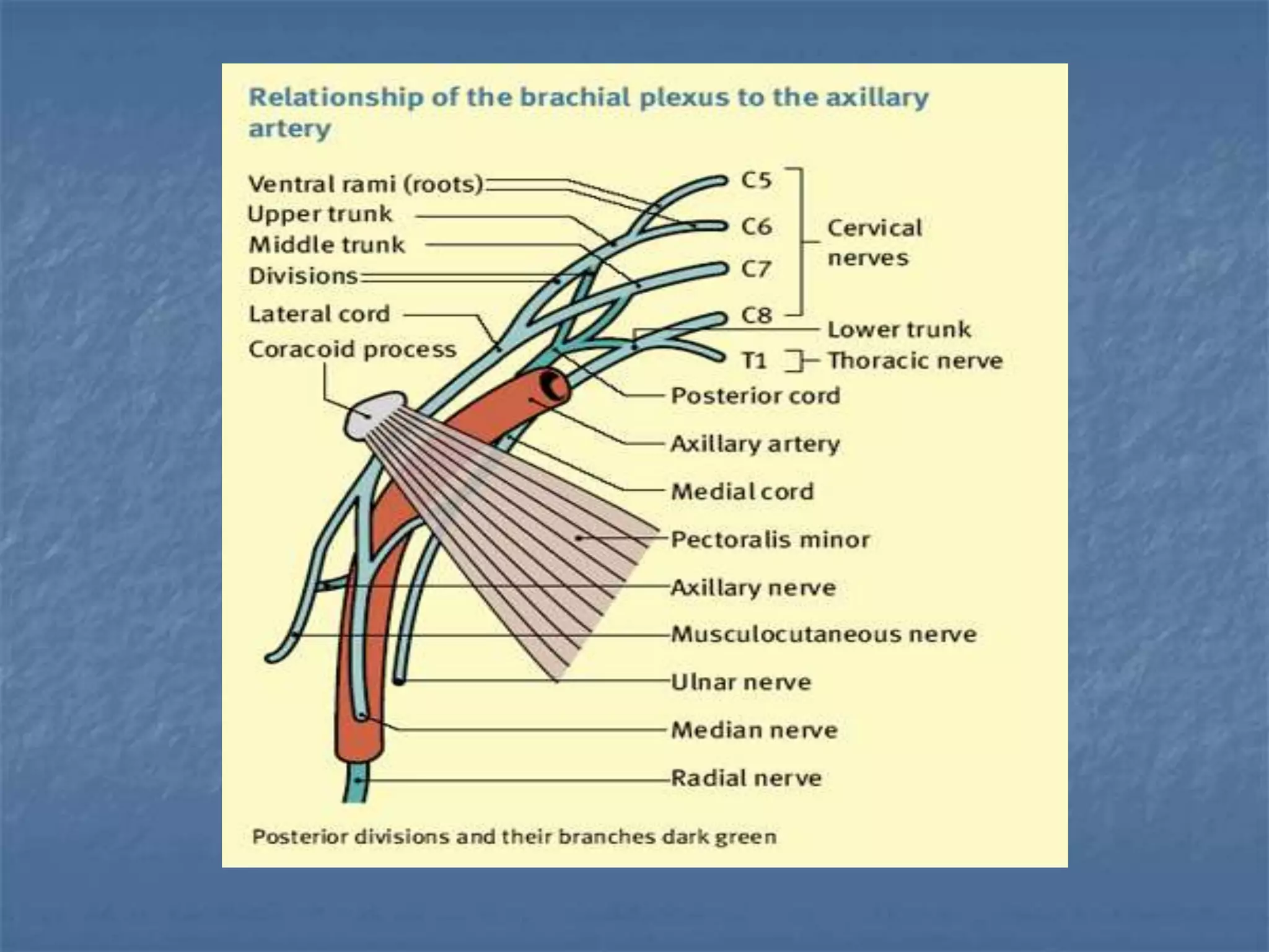 Brachial plexus anatomy and block | PPT
