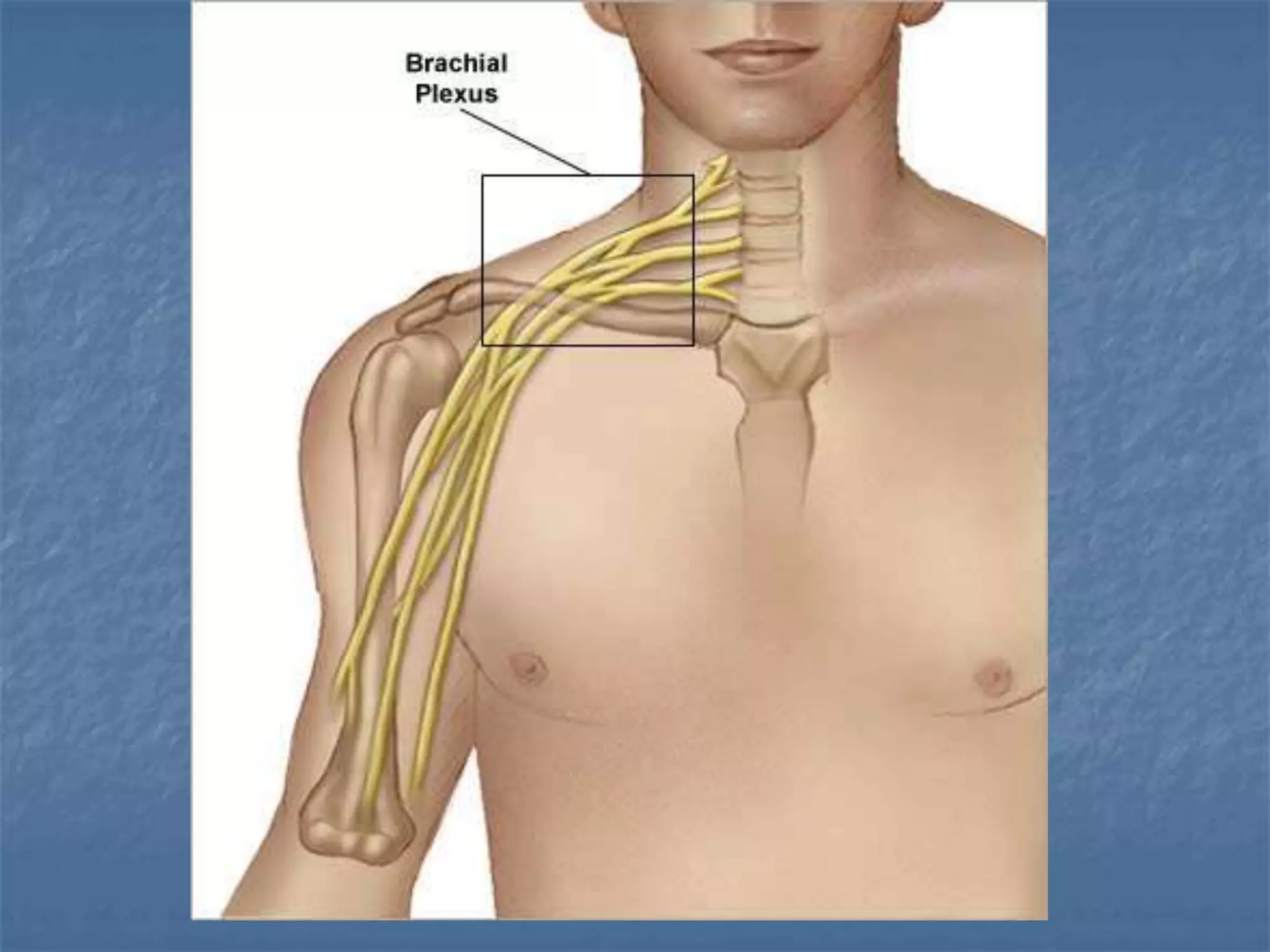 Brachial plexus anatomy and block | PPT