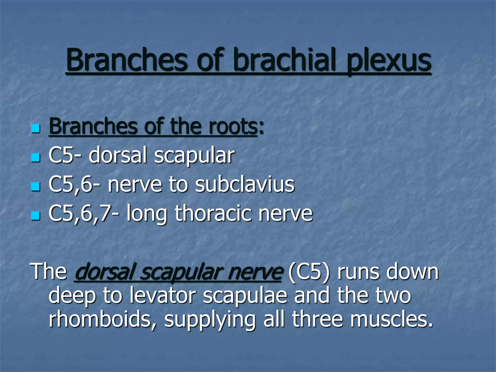Brachial plexus anatomy and block | PPT