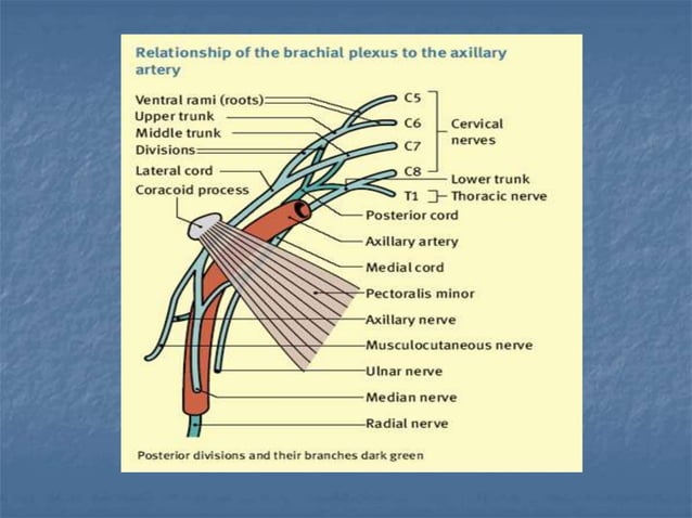 Brachial plexus anatomy and block | PPT | Death, Injury, or Military Conflict | Sensitive Topics