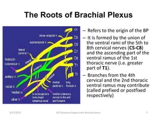 Brachial Plexus -2023.pdf