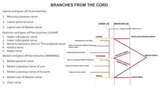 Brachial plexus | PPTX