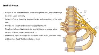Brachial plexus | PPTX