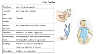 Brachial plexus | PPT