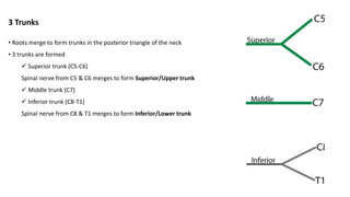 Brachial plexus | PPT