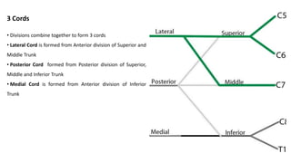 Brachial plexus | PPT