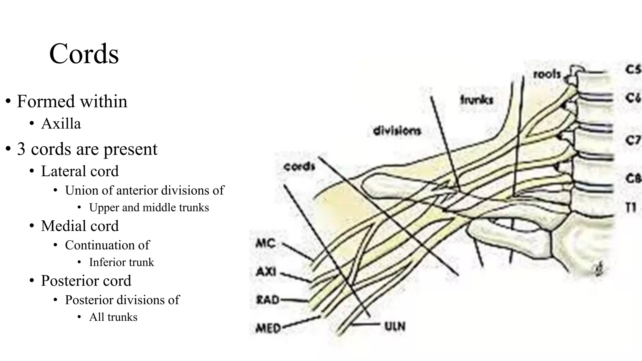 Brachial plexus.pptx