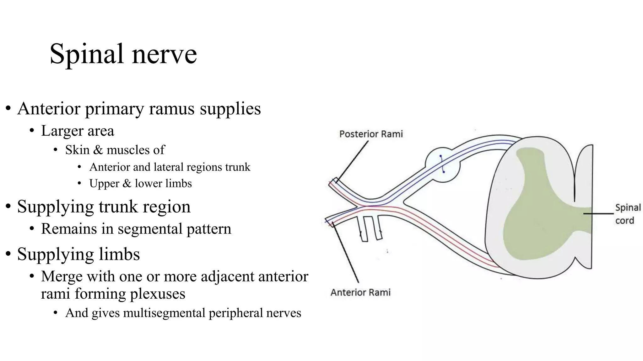 Brachial plexus.pptx