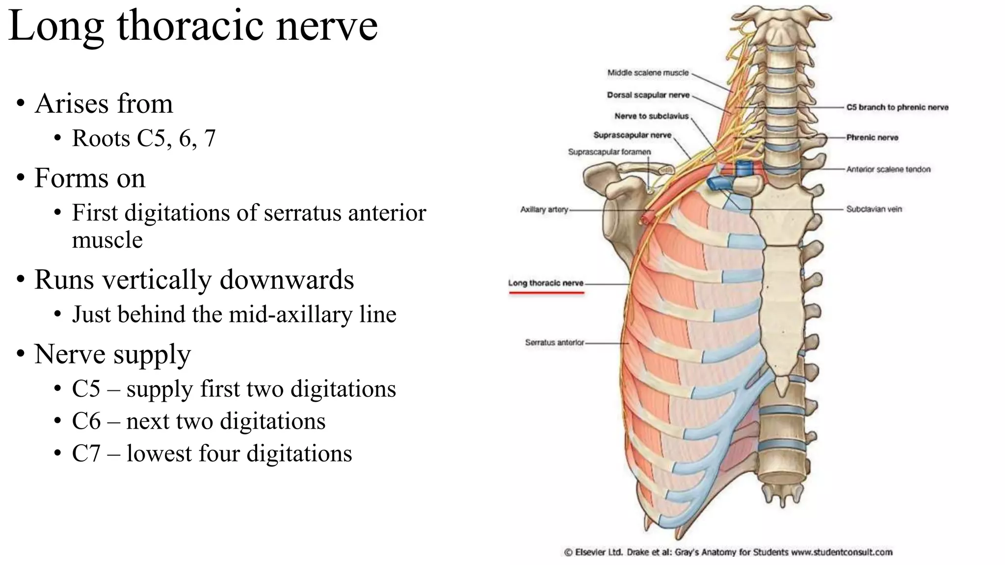 Brachial plexus.pptx