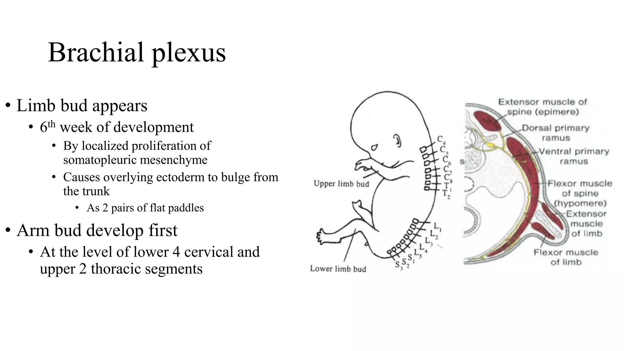 Brachial plexus.pptx