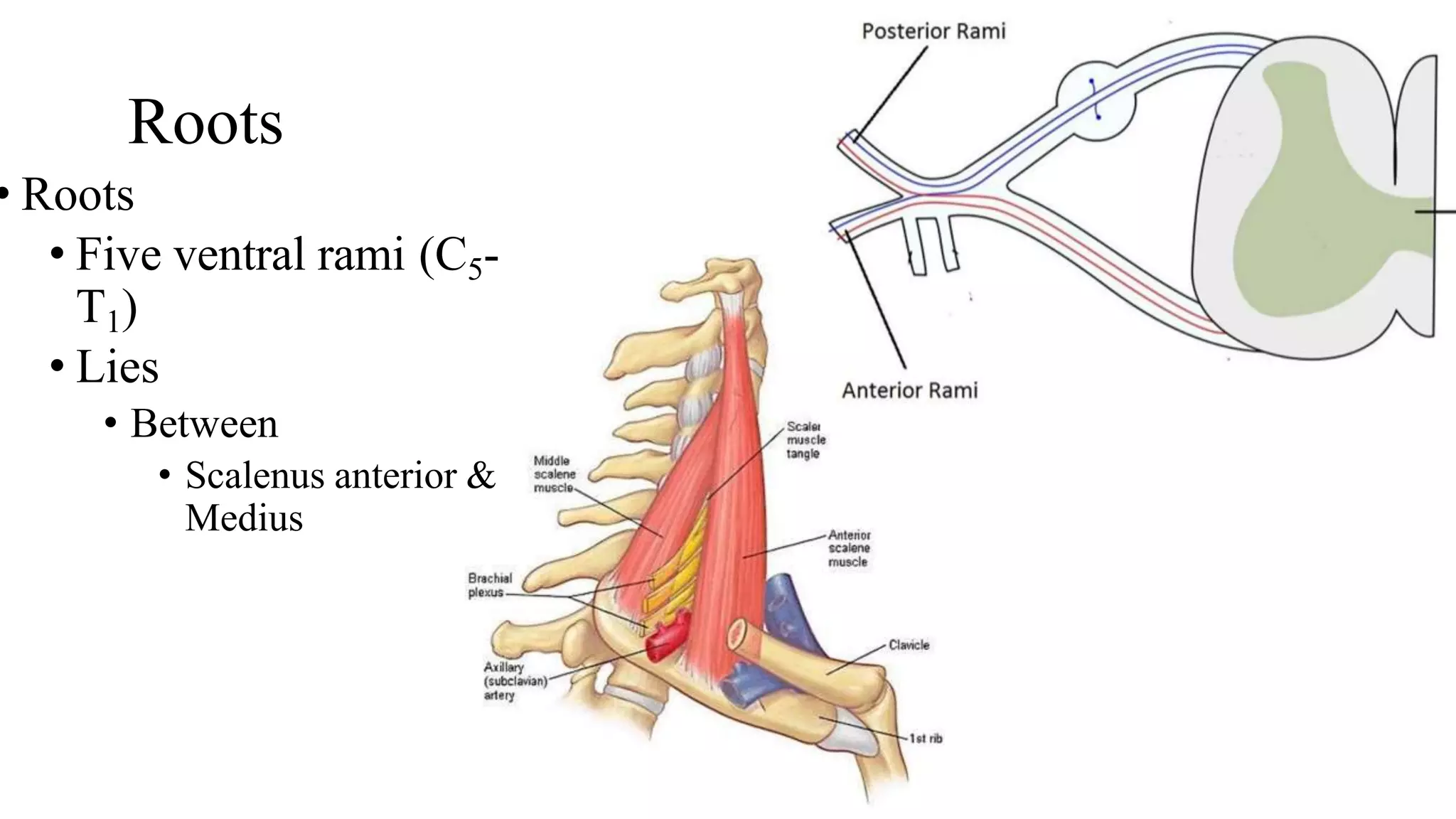 Brachial plexus.pptx