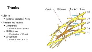 Brachial plexus.pptx