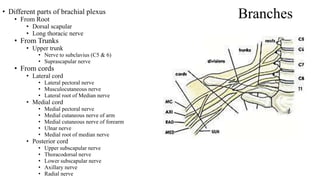 Brachial plexus.pptx
