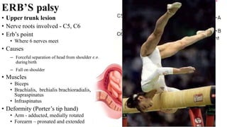 Brachial plexus.pptx