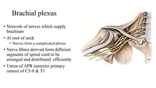 Brachial plexus.pptx