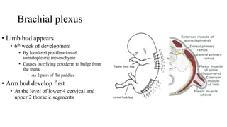 Brachial plexus.pptx