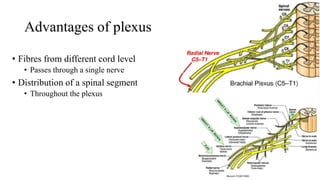 Brachial plexus.pptx