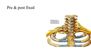 Brachial plexus.pptx