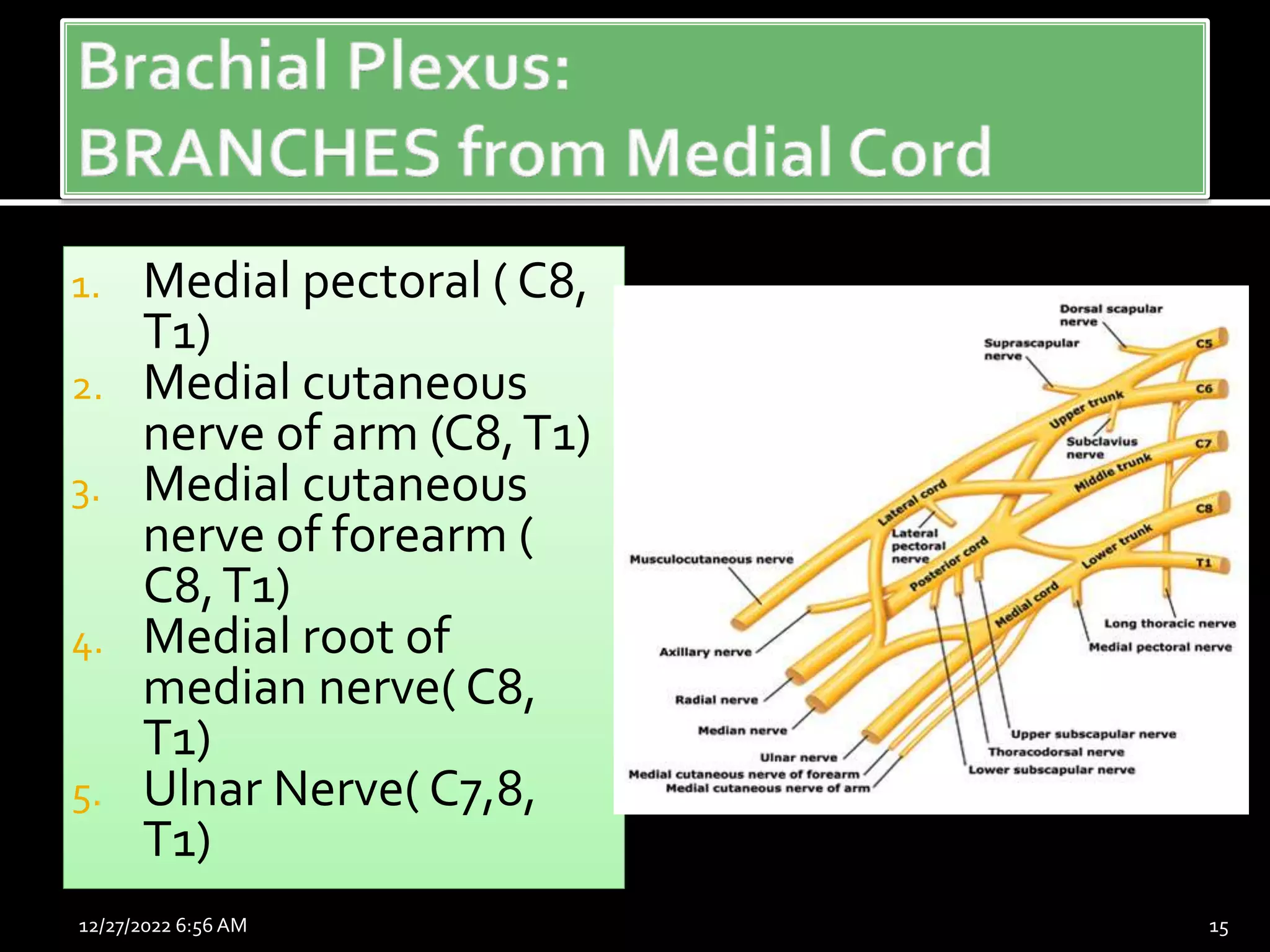 Brachial Plexus.pptx