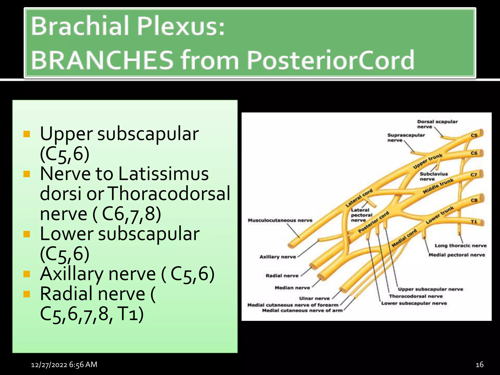 Brachial Plexus.pptx