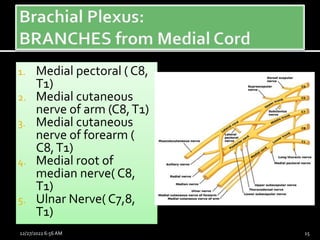 Brachial Plexus.pptx