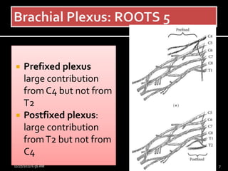 Brachial Plexus.pptx