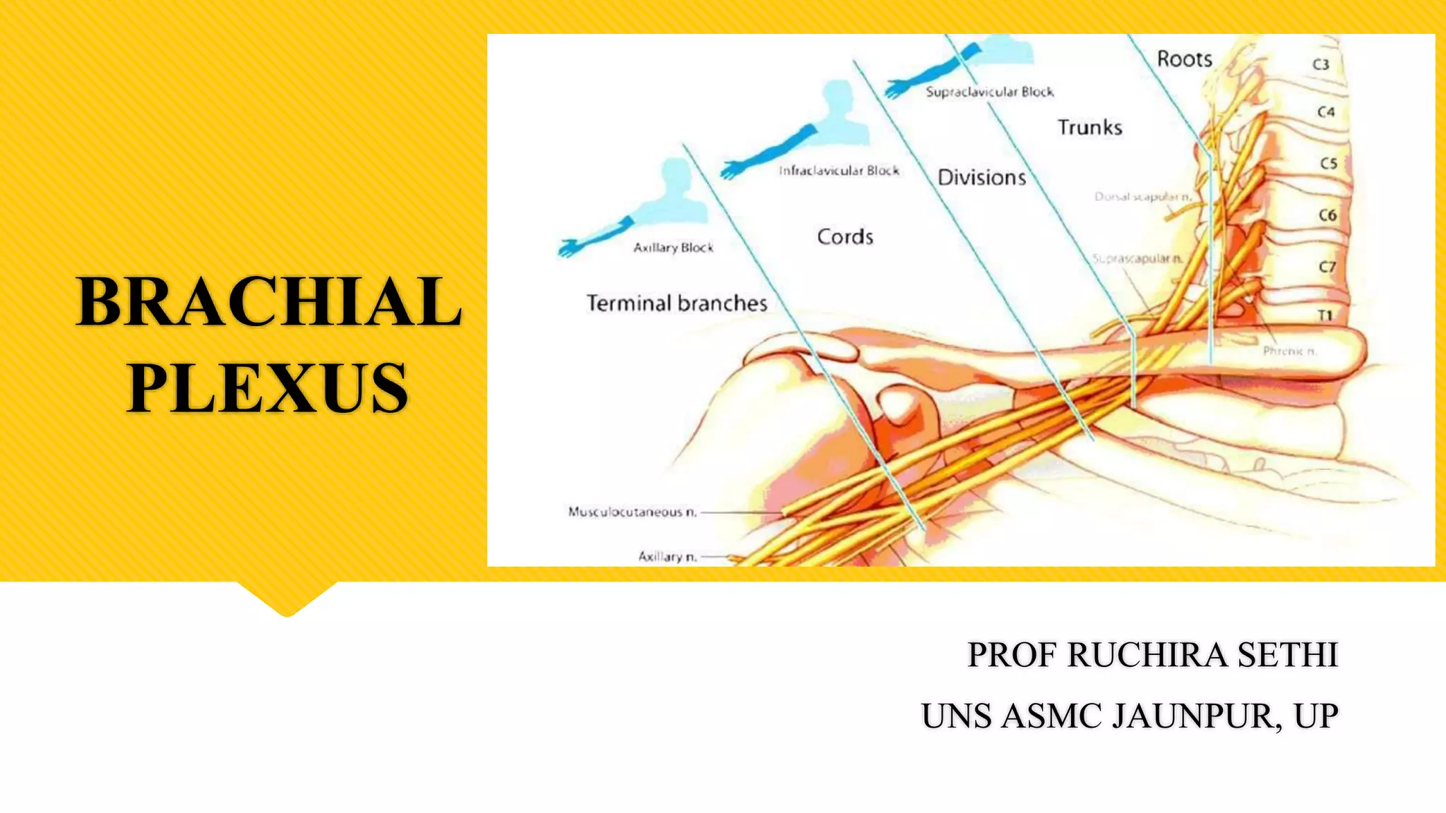 brachial plexus.pptx